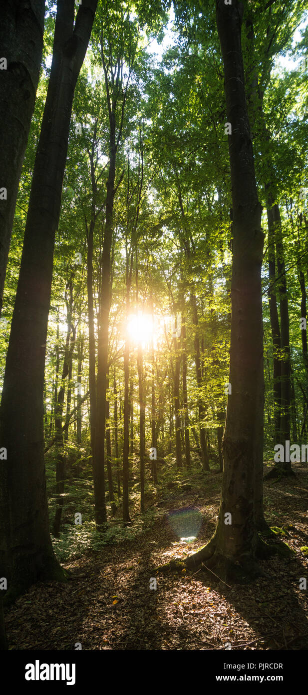 Beech forest. Beech is a deciduous tree, the main forest-forming ...