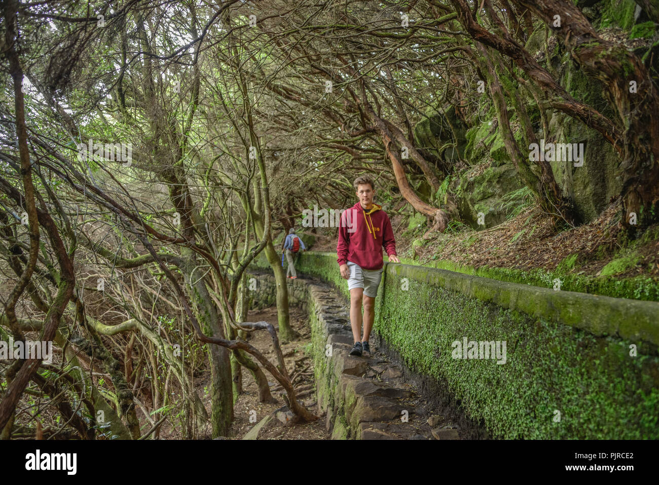 Footpath, Rabacal valley, Zentralgebirge, Madeira, Portugal, Wanderweg ...