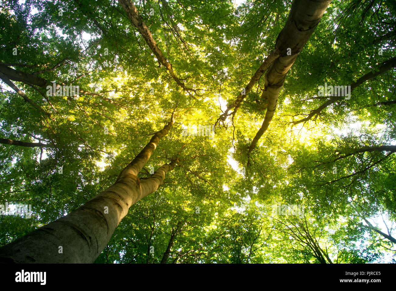 Beech forest. Beech is a deciduous tree, the main forest-forming ...