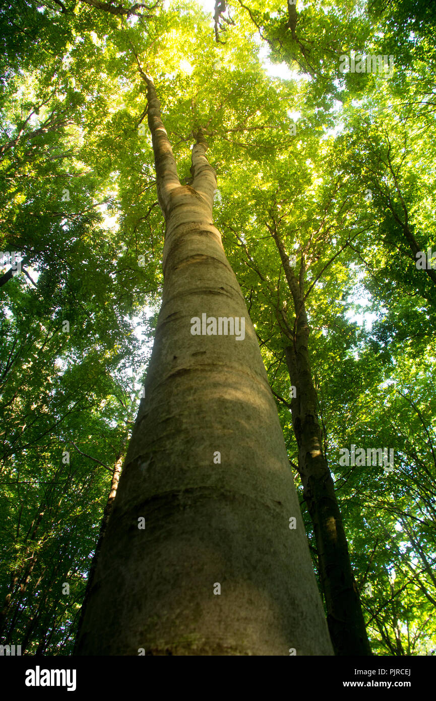 Beech forest. Beech is a deciduous tree, the main forest-forming ...