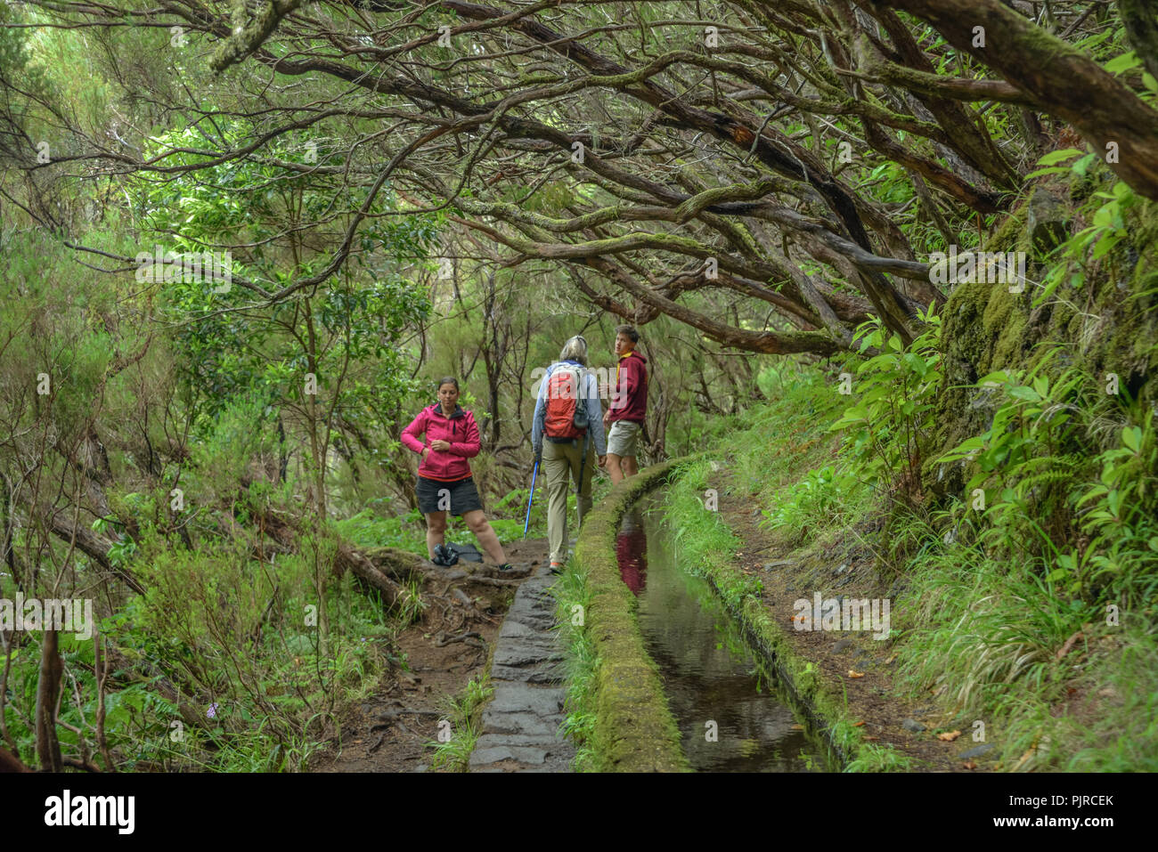 Footpath, Rabacal valley, Zentralgebirge, Madeira, Portugal, Wanderweg ...