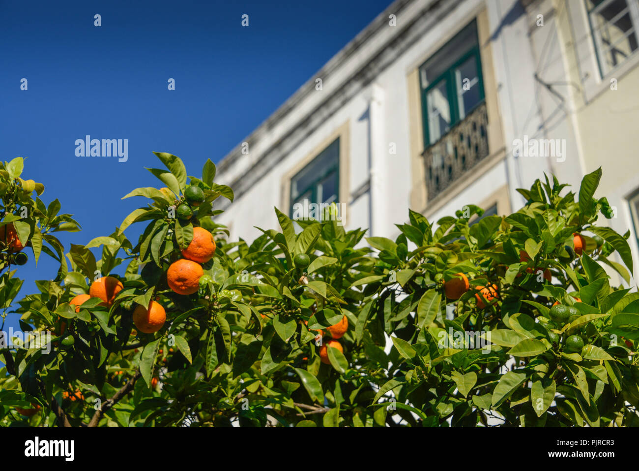 Orange tree, Old Town, Alfama, Lisbon, Portugal, Orangenbaum, Altstadt ...