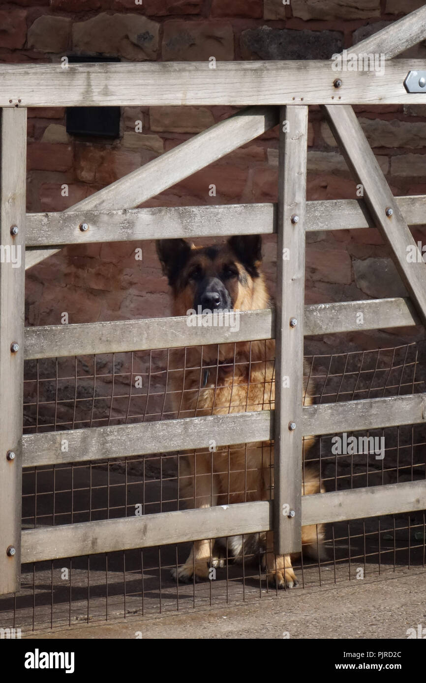German Shepherd looking through a gate Stock Photo - Alamy