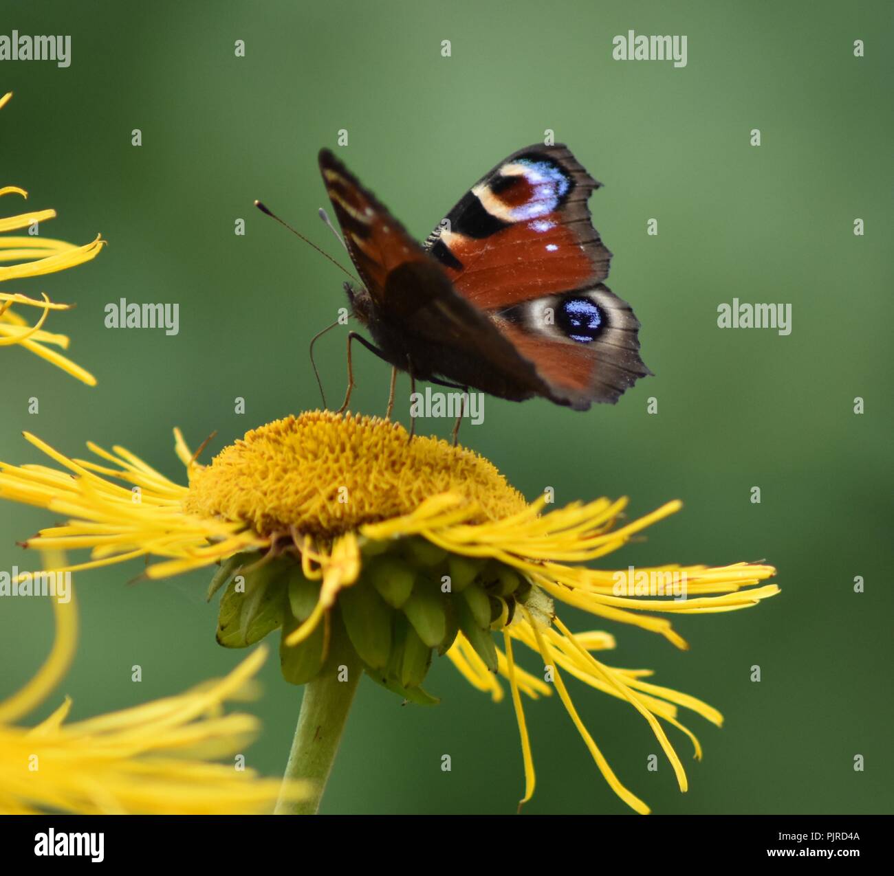 Butterfly feeds from a flower on a hot Summer day Stock Photo - Alamy