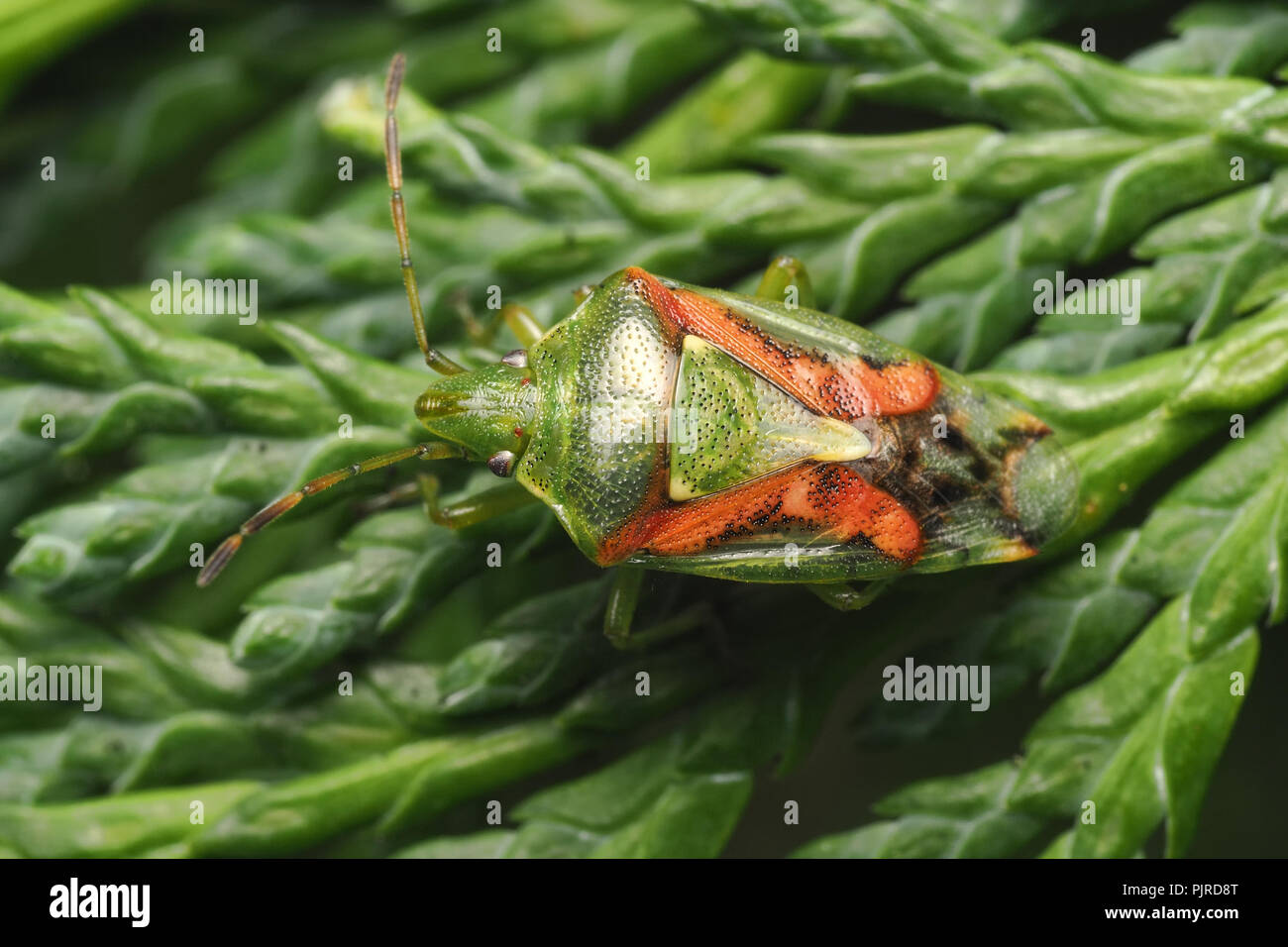 Juniper Shieldbug (Cyphostethus tristriatus) resting on Lawson's ...