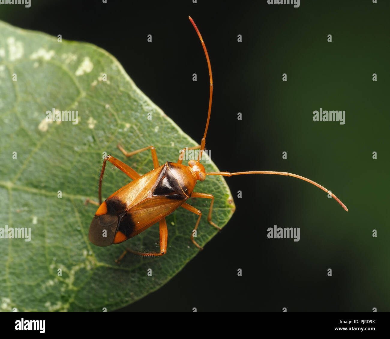 Plant Bug (Megacoelum infusum) at rest on oak leaf. Tipperary, Ireland ...