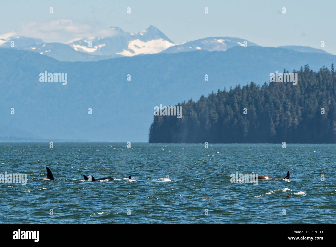A pod of wild transient Orcas feed in the Frederick Sound near ...