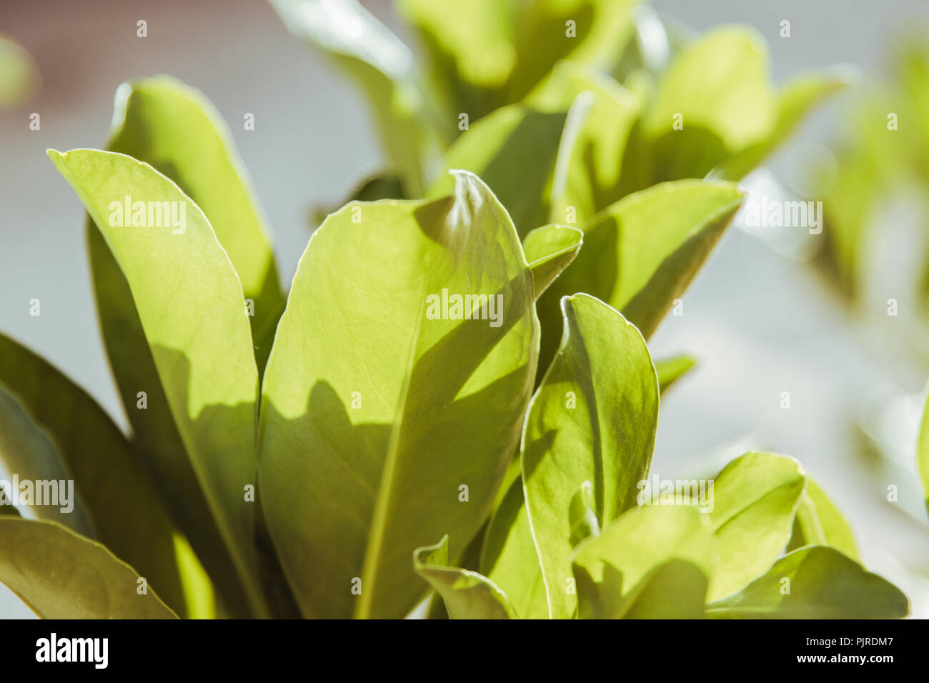 Haiti plantation hi-res stock photography and images - Alamy