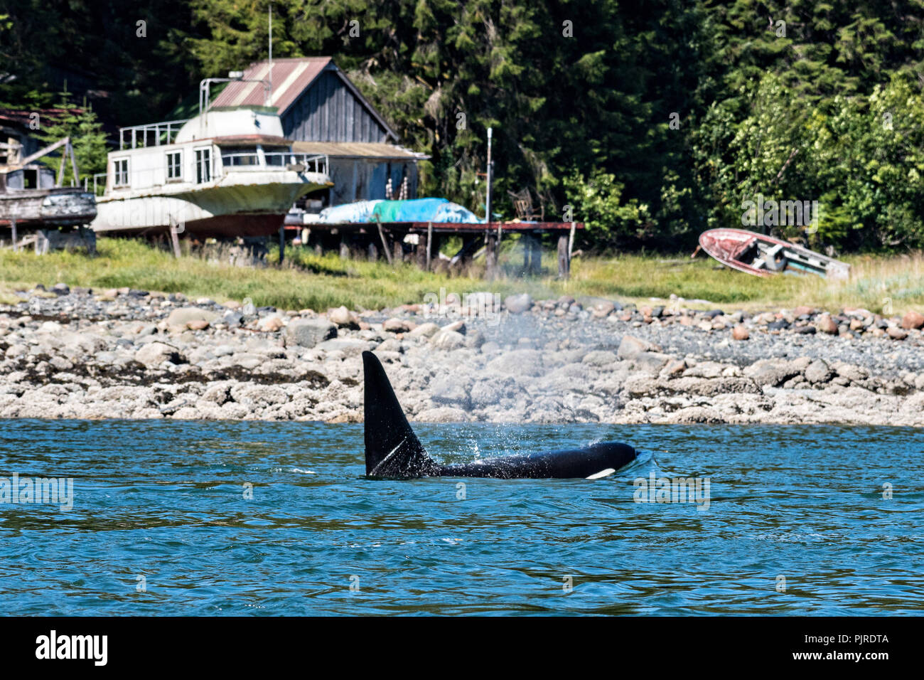 A pod of wild transient Orcas feed in the Wrangell Narrows off ...