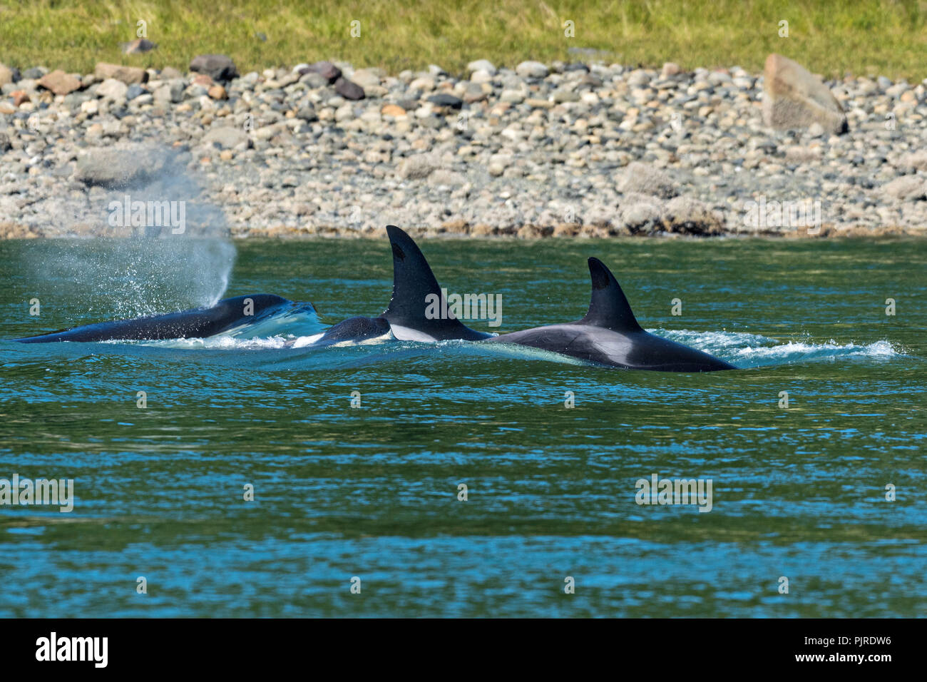 Orca Pods In The Wild