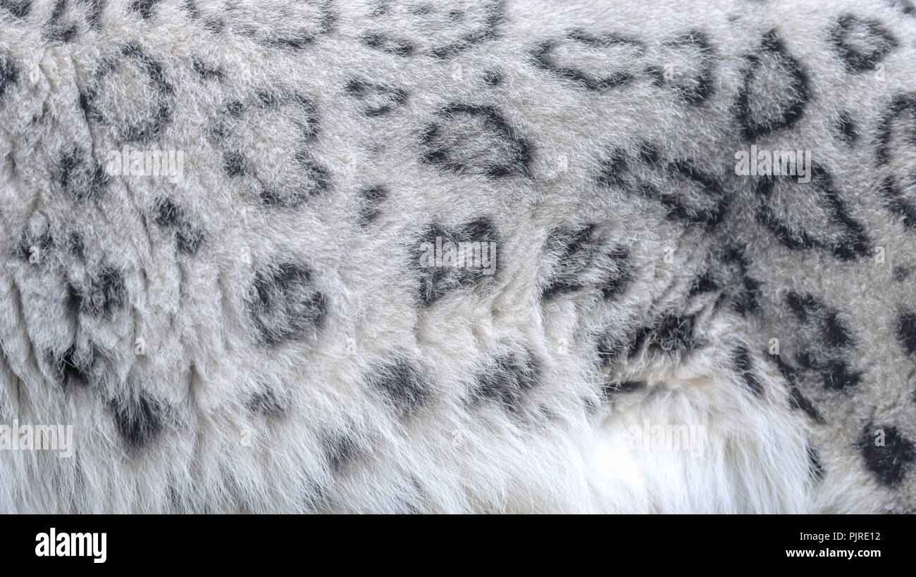 Leopard print detail hi-res stock photography and images - Alamy