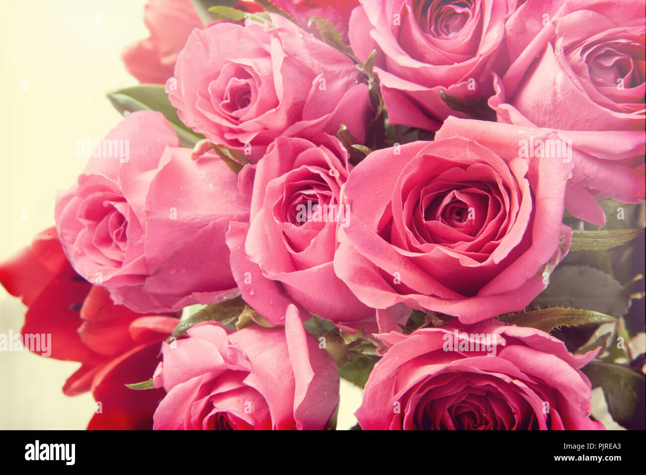 abstract Background with pink roses Stock Photo - Alamy