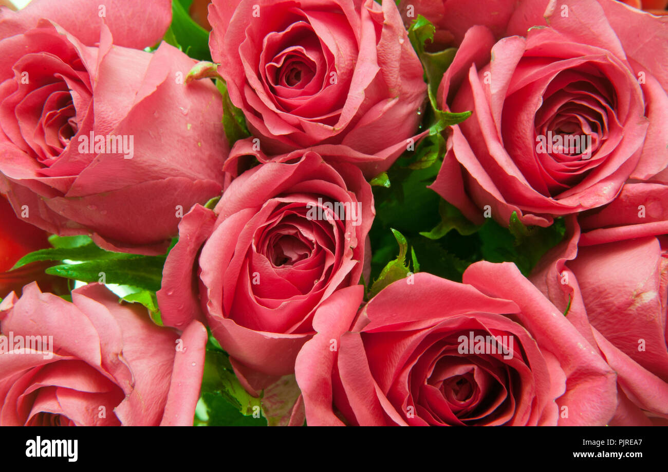 abstract Background with pink roses Stock Photo - Alamy