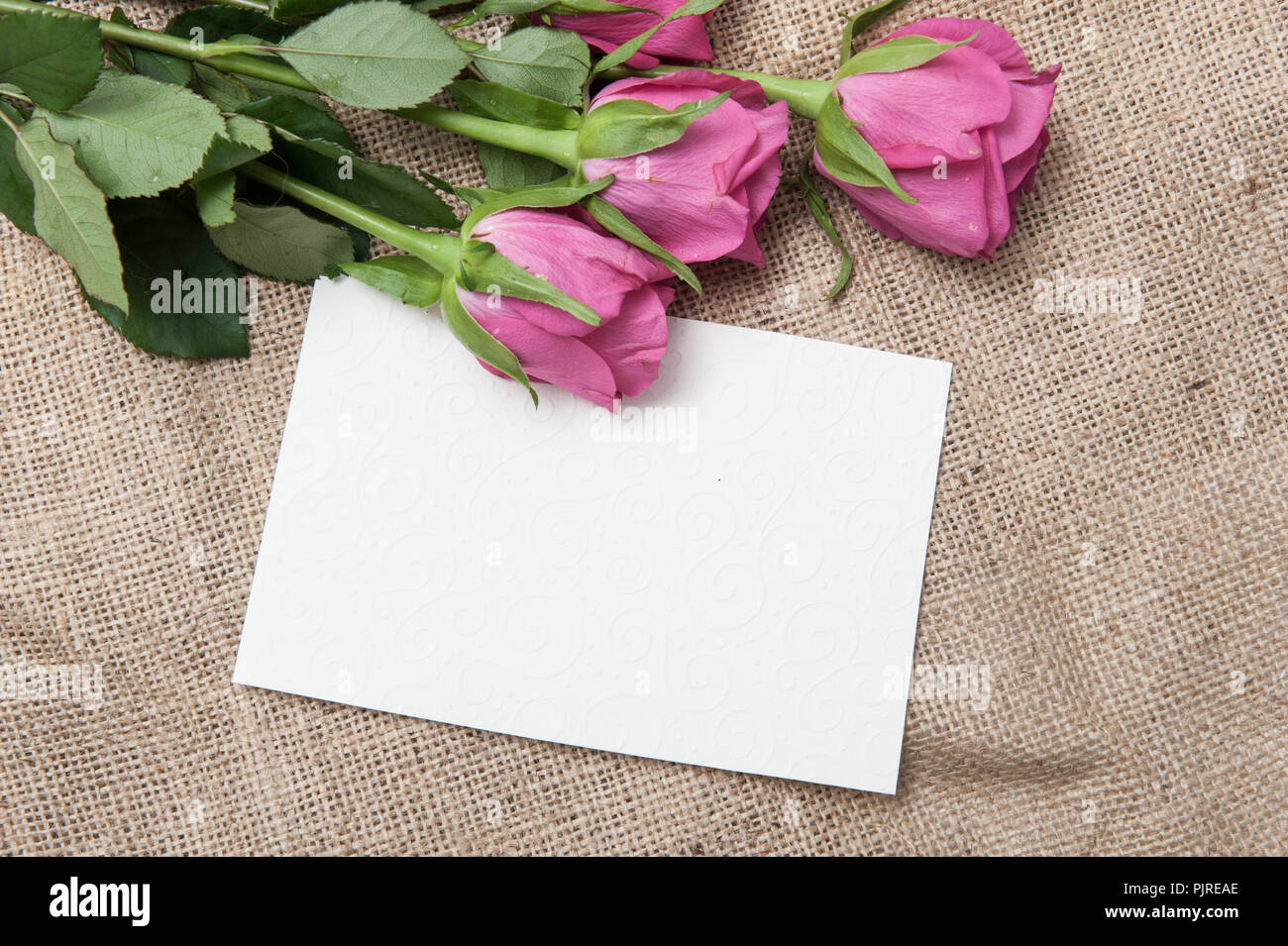 Background with pink roses and greeting card Stock Photo - Alamy
