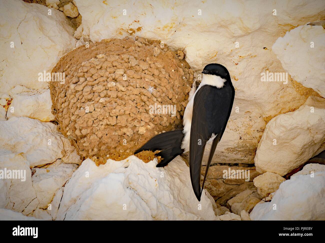 Flamborough house hi-res stock photography and images - Alamy