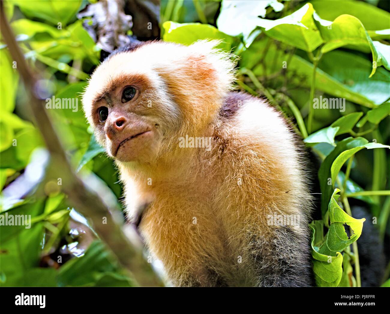 Seed dispersal animal hi-res stock photography and images - Alamy
