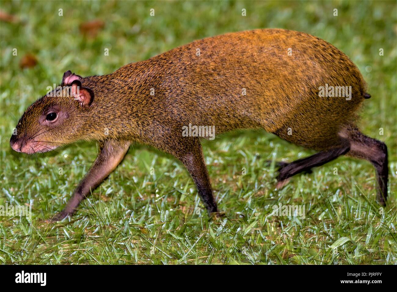 Tropical rodent hi-res stock photography and images - Alamy