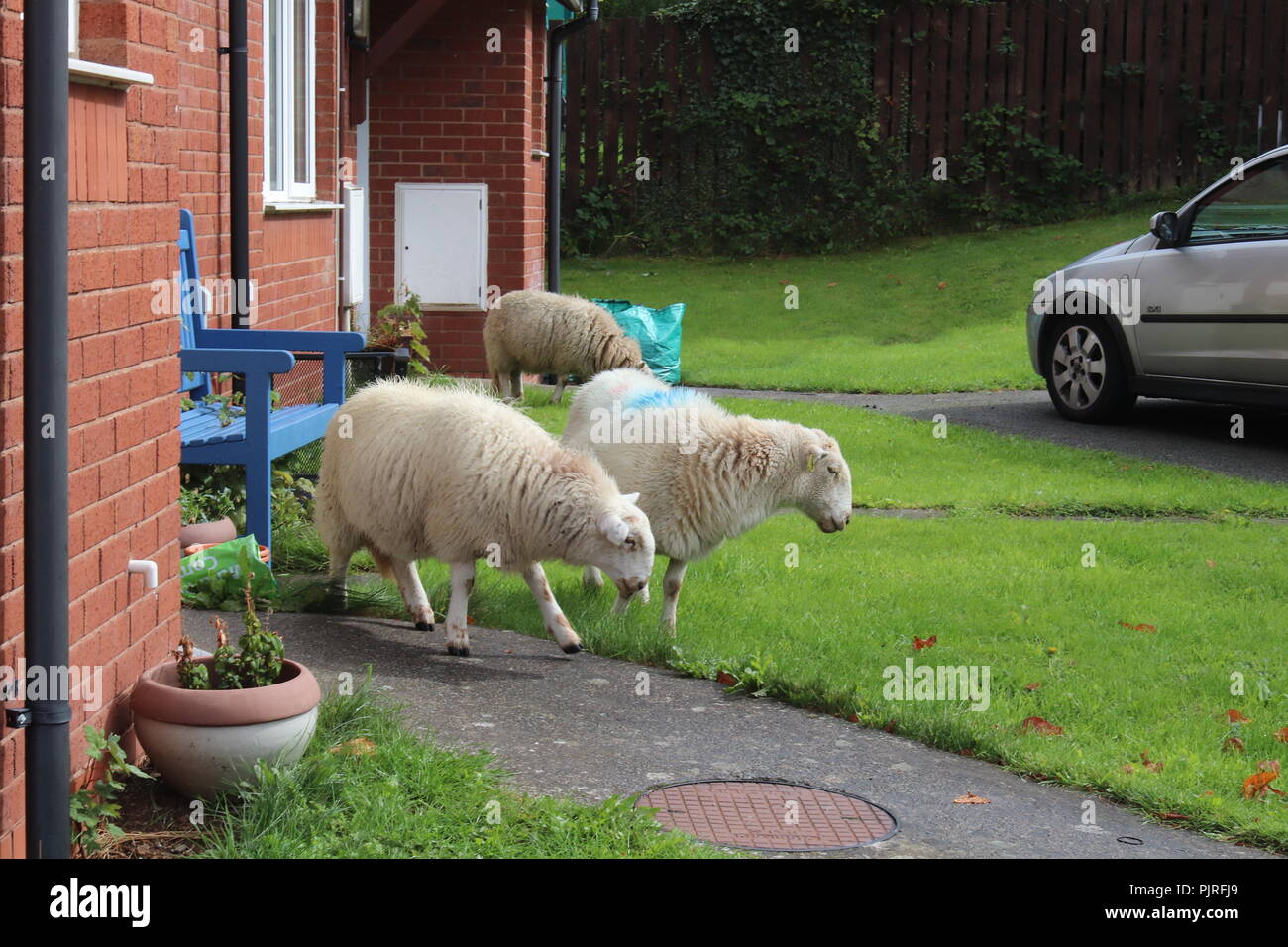 Sheep lost their way home Stock Photo - Alamy