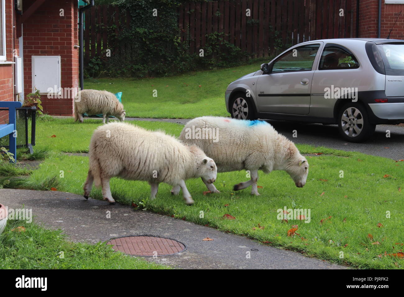 Sheep lost their way home Stock Photo - Alamy