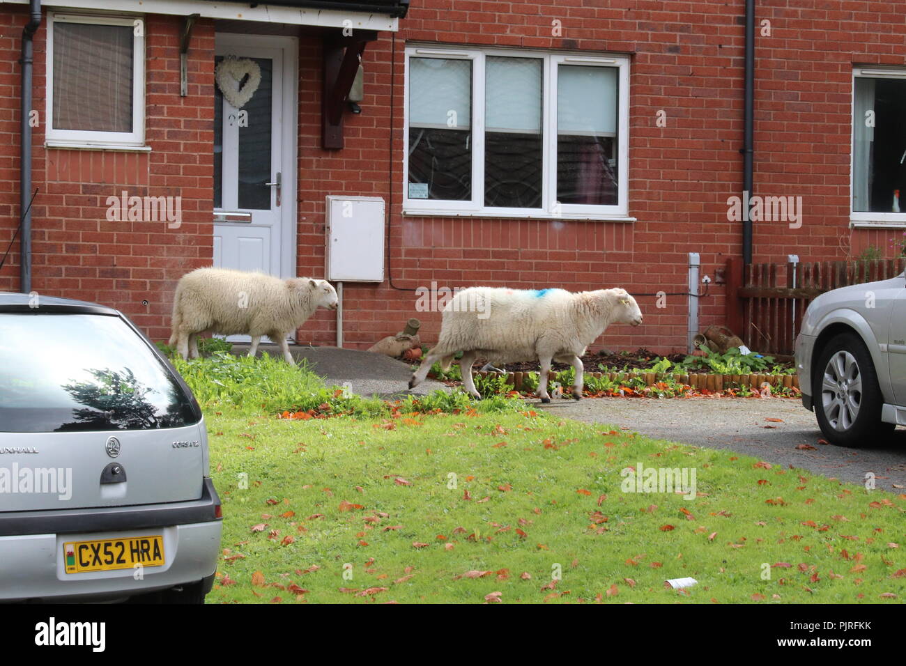Sheep lost their way home Stock Photo - Alamy