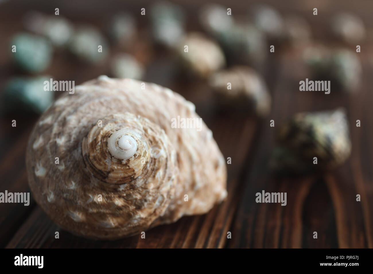 Seashells on dark wooden hi-res stock photography and images - Alamy
