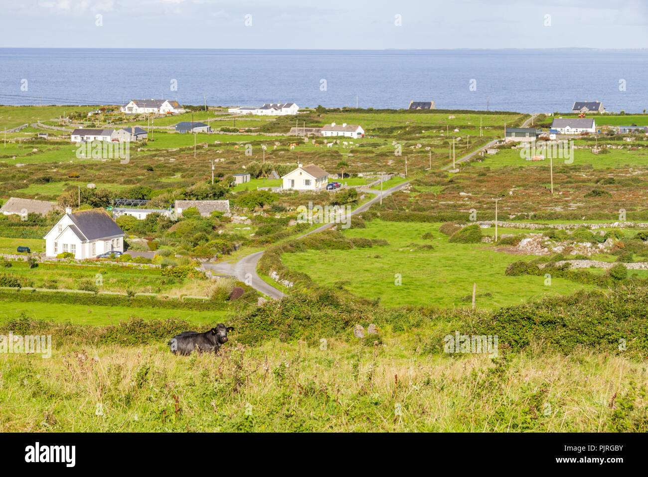 Cow resting with Farms and houses in the Fanore village in background ...