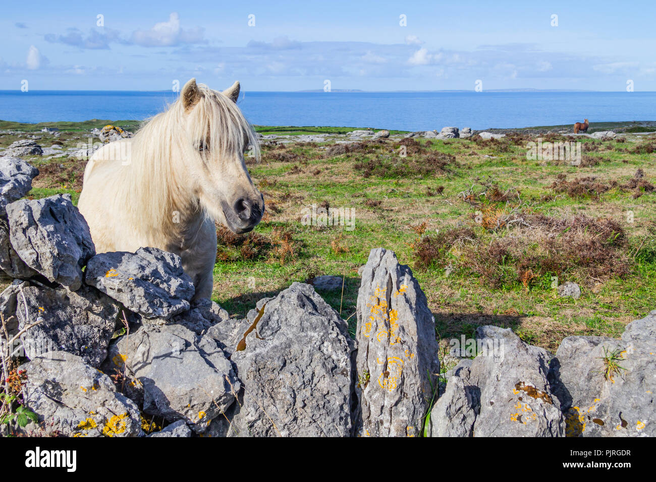 White horse over Burren mountains in Fanore, Clare, Ireland Stock Photo ...