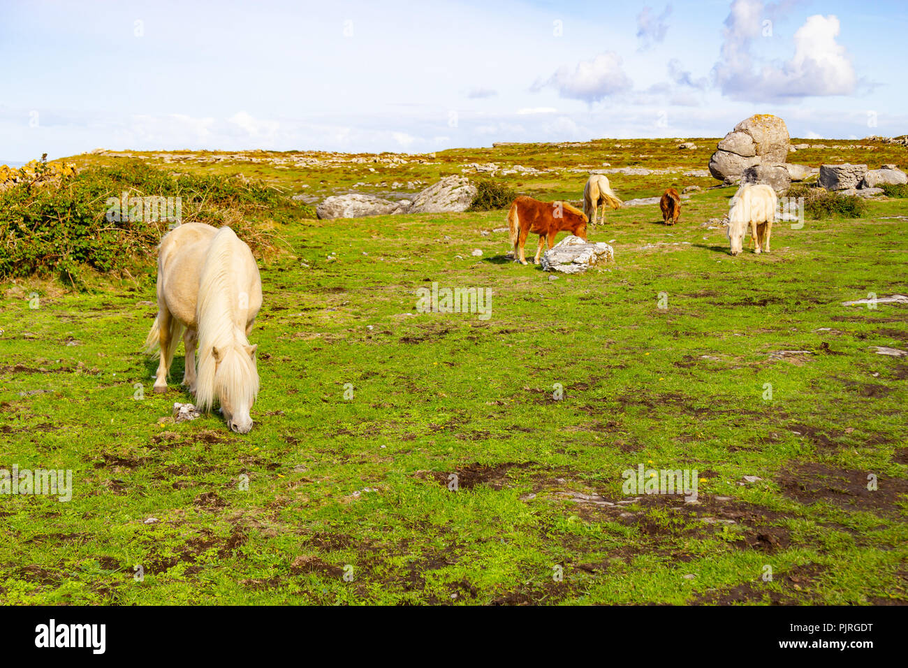 White horse over Burren mountains in Fanore, Clare, Ireland Stock Photo ...