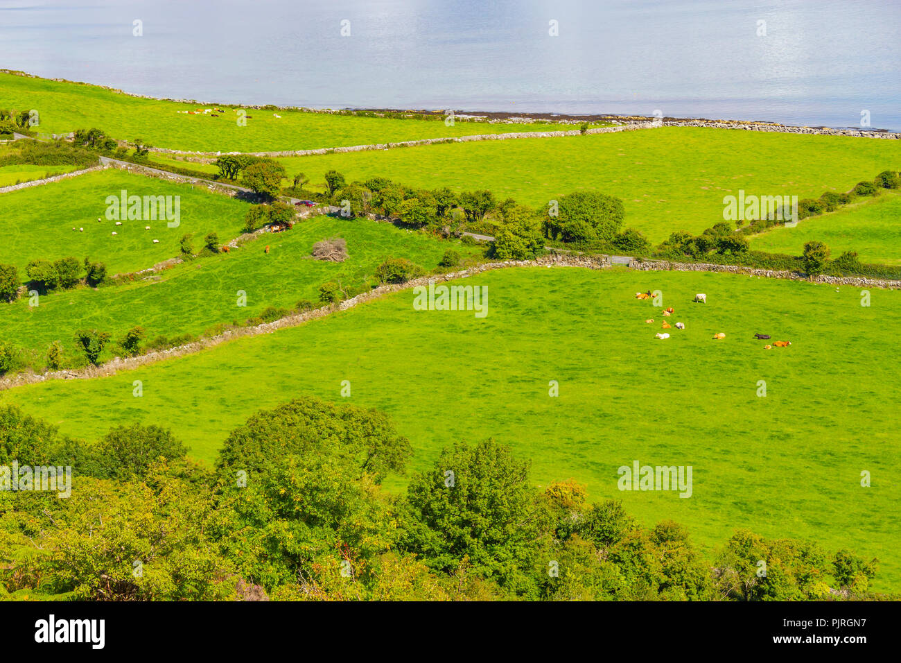 Farms with cows and horses in Burren way trail with Galway bay ...
