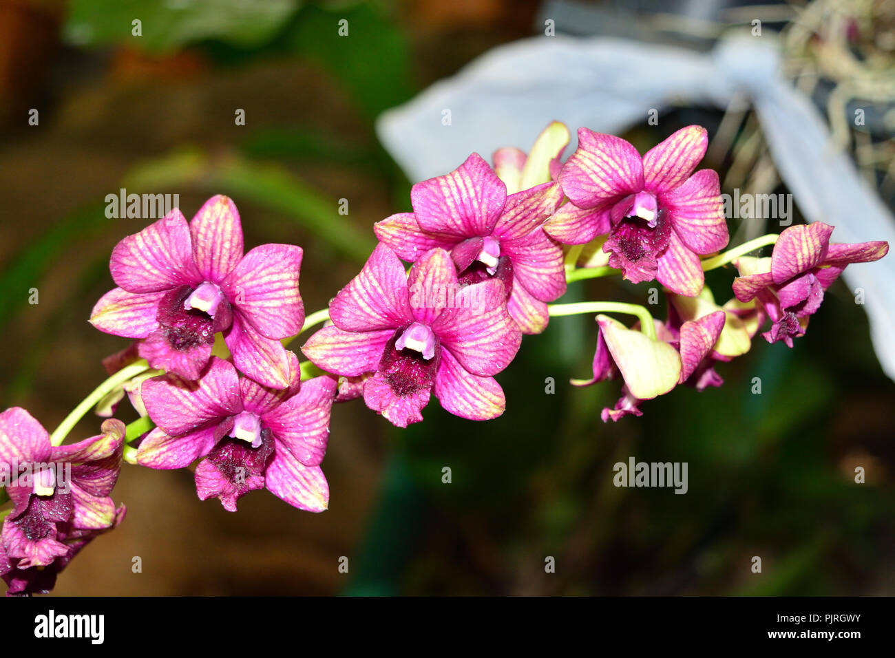 Mountains, umbrella, orchid, KSRTC- Vagamon, Kottayam, Kerala, India ...