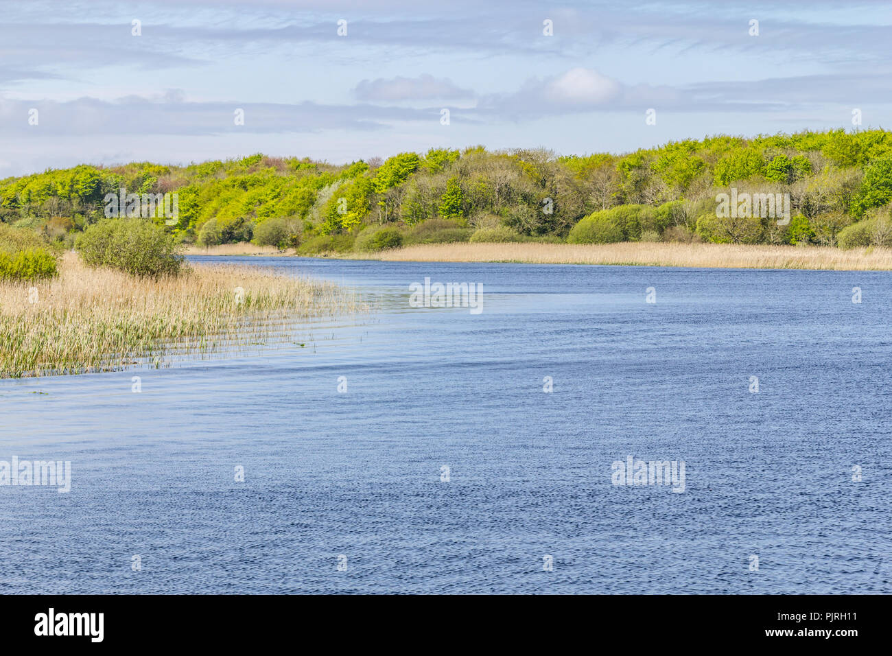 Corrib River and natural vegetation, Galway, Ireland Stock Photo - Alamy