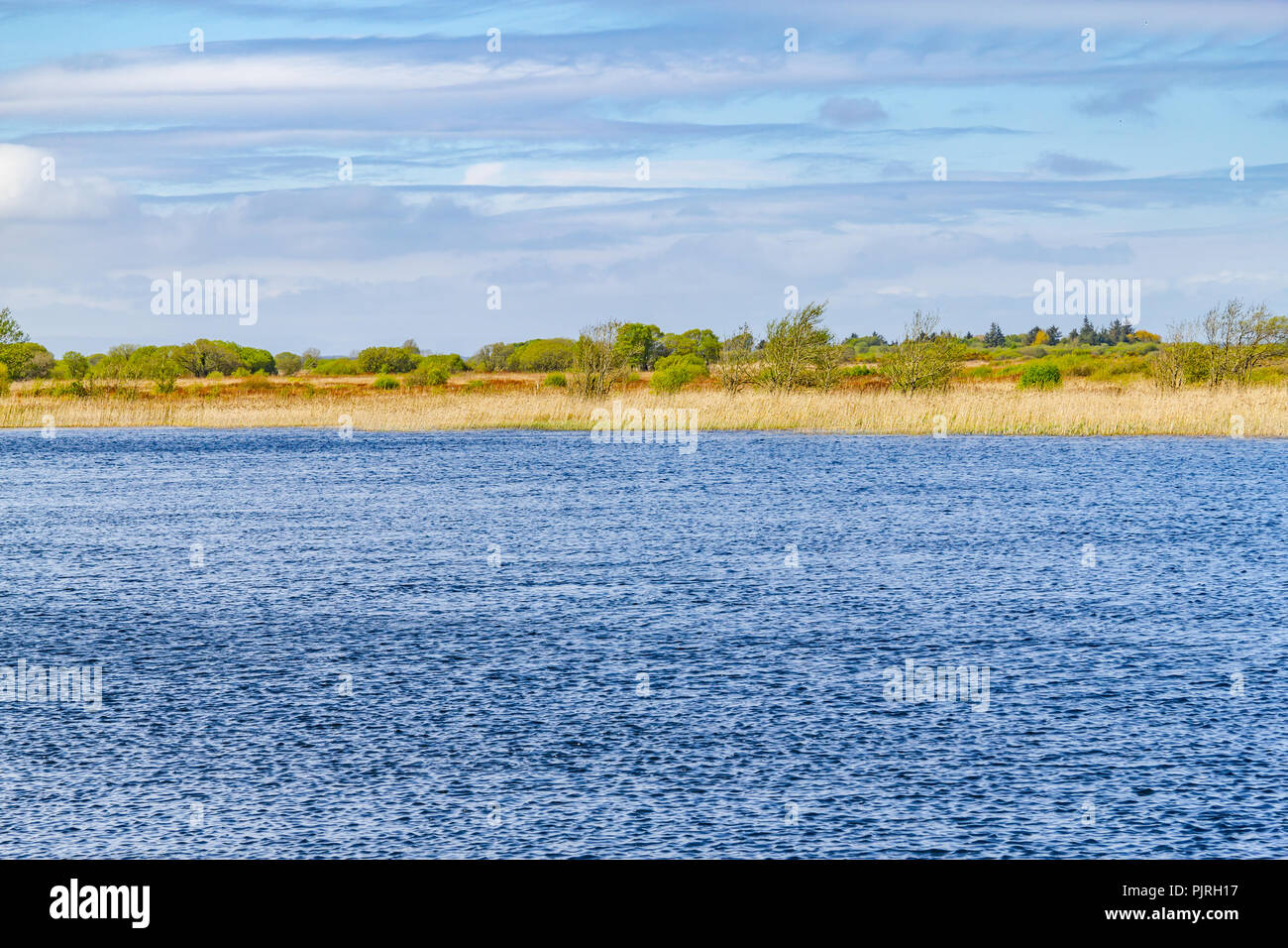 Corrib River and natural vegetation, Galway, Ireland Stock Photo - Alamy