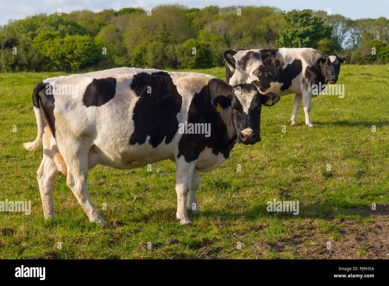 Two cows ireland hi-res stock photography and images - Alamy