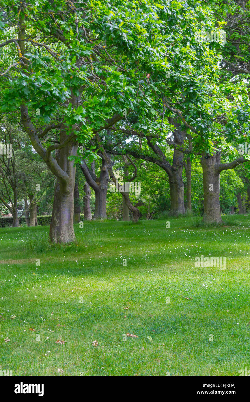 Trees and grass in Botanic Garden, Dublin, Ireland Stock Photo - Alamy