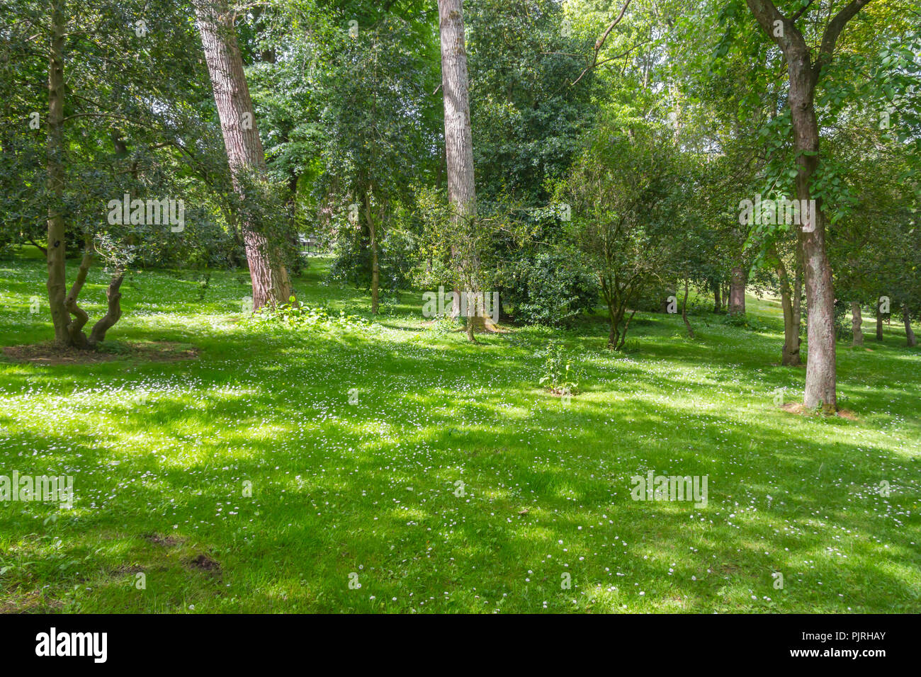 Trees and grass in Botanic Garden, Dublin, Ireland Stock Photo - Alamy