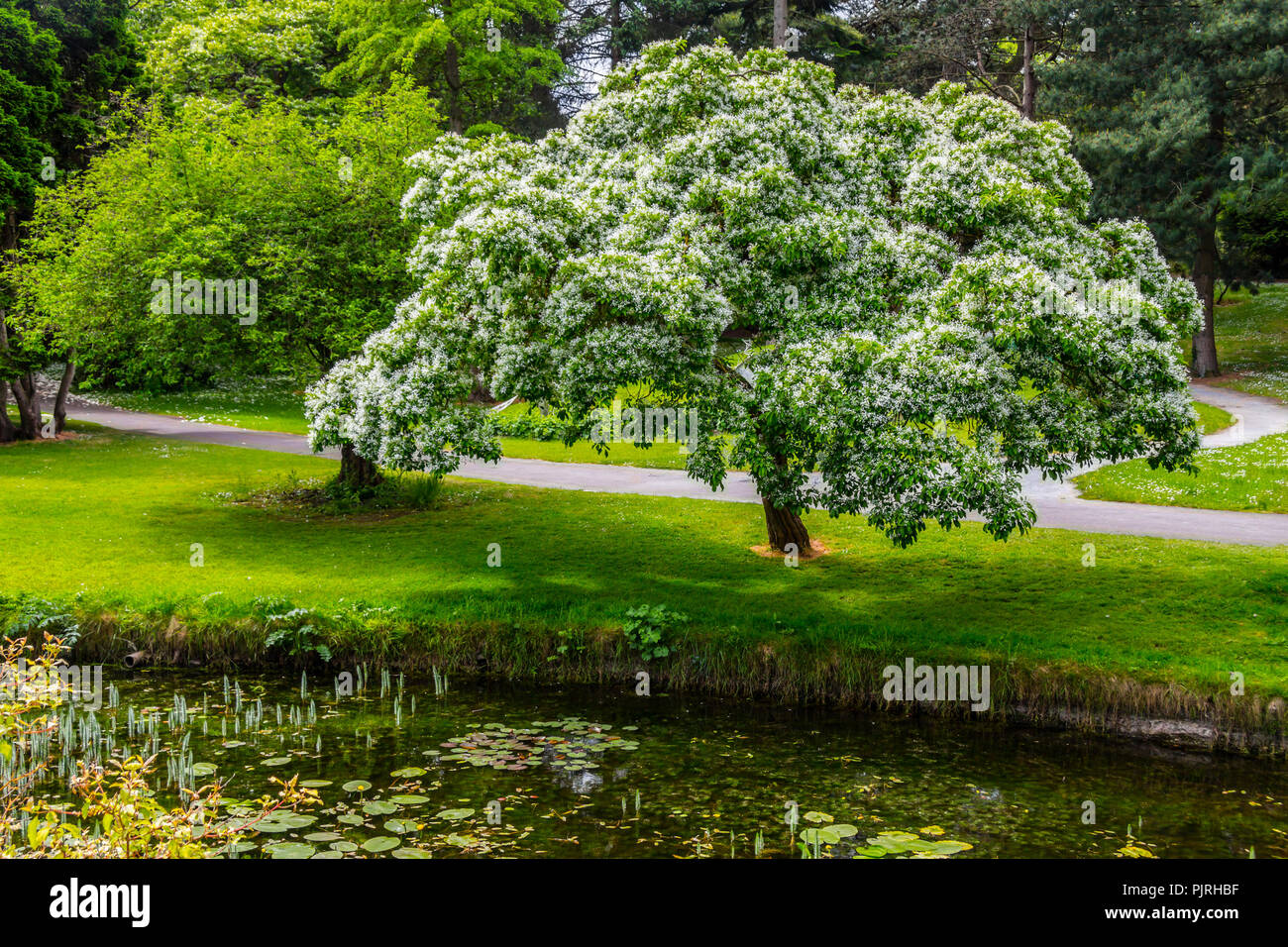 Trees, walk way and lake in Botanic Garden, Dublin, Ireland Stock Photo ...