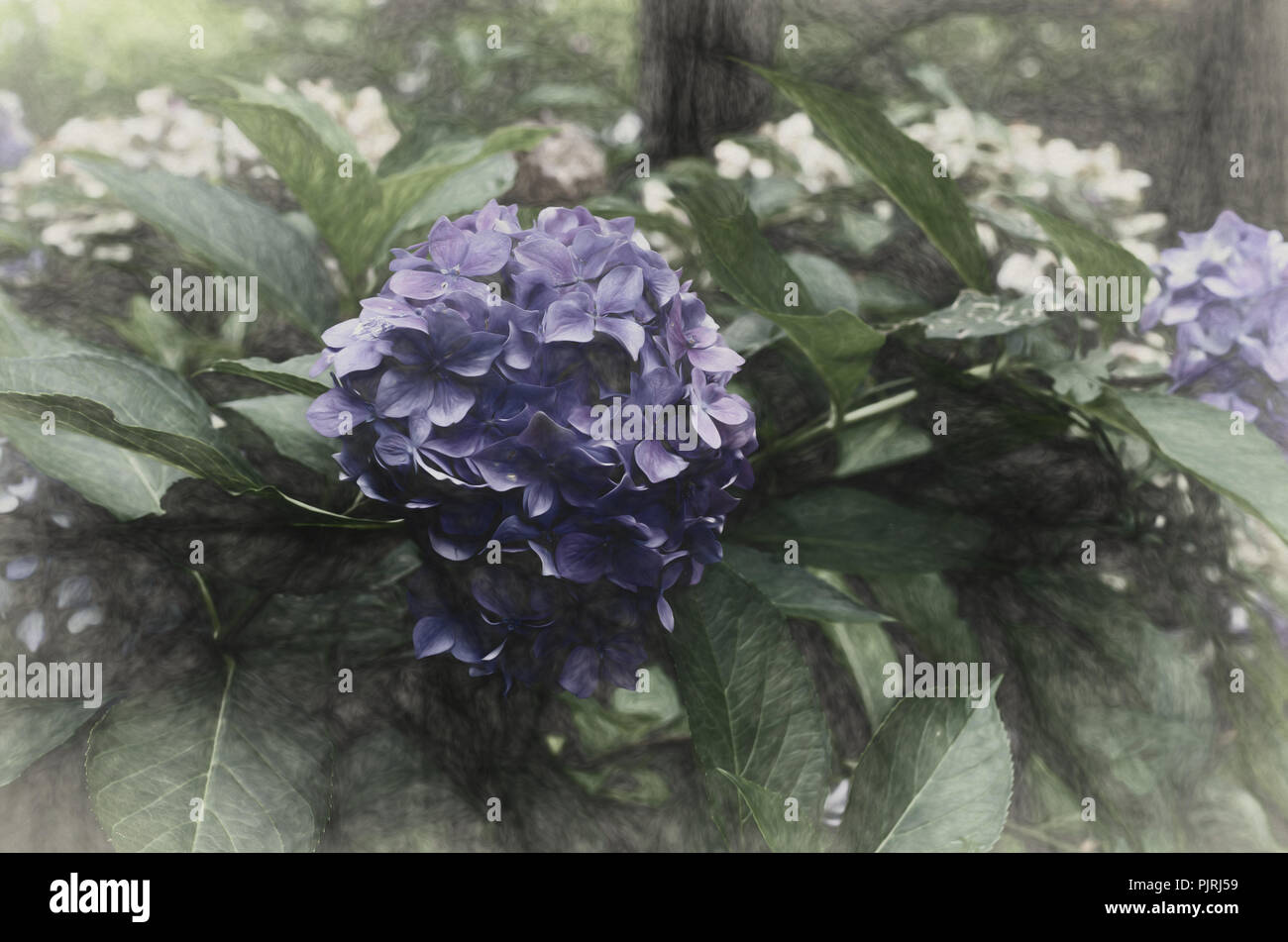 purple hydrangeas flowering plants Stock Photo - Alamy
