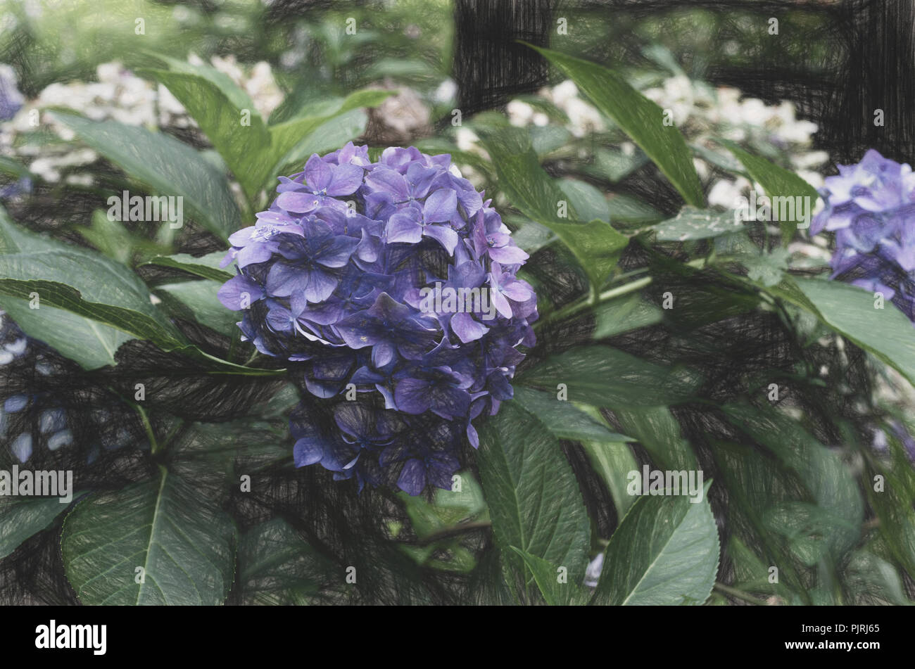 purple hydrangeas flowering plants Stock Photo - Alamy
