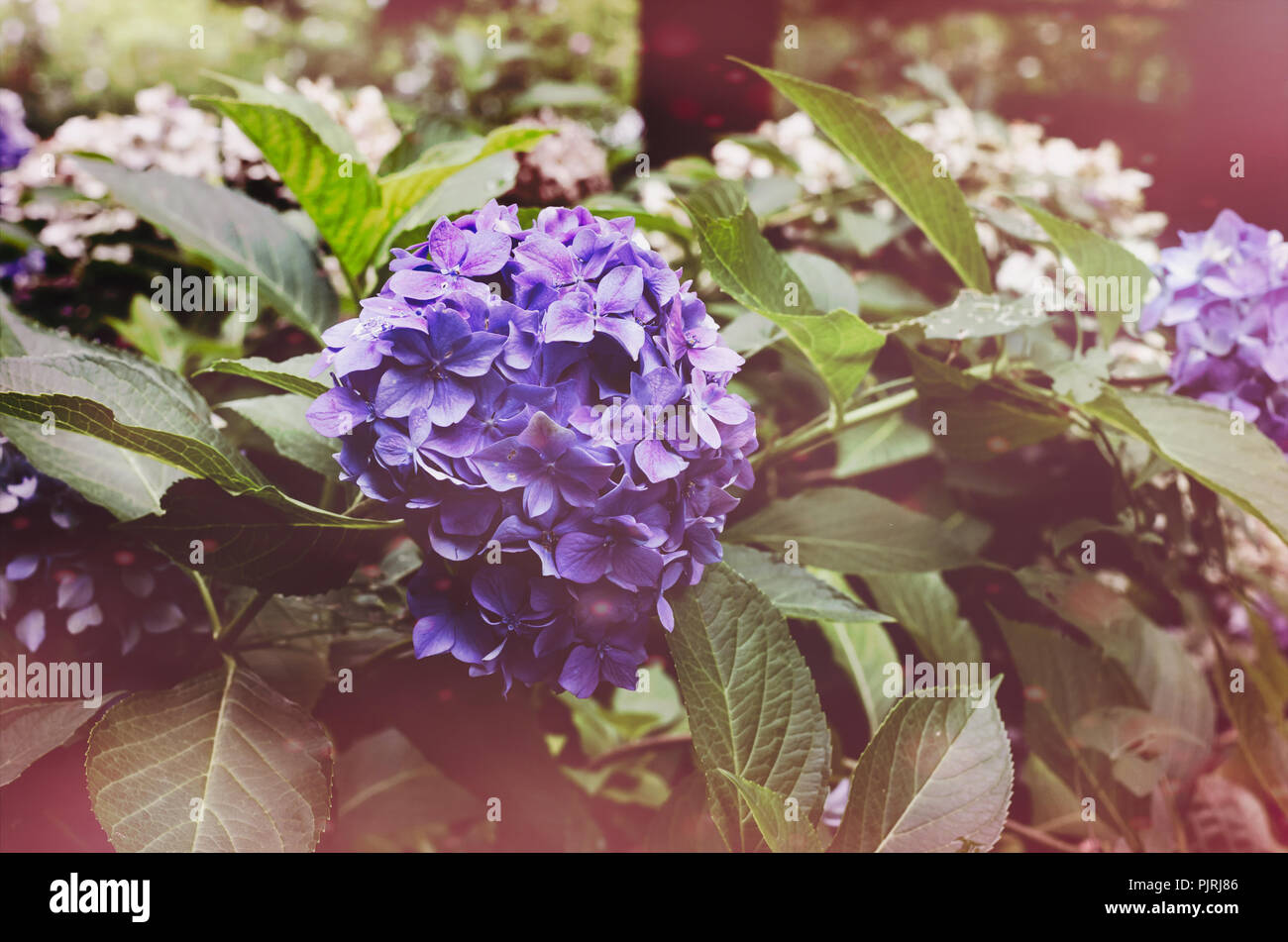 purple hydrangeas flowering plants Stock Photo - Alamy