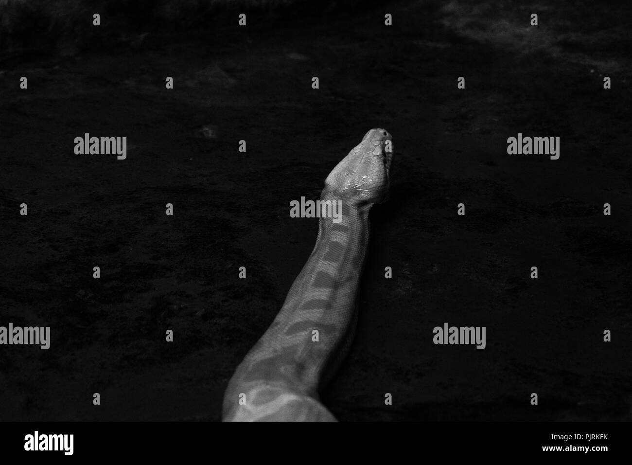 Snake in black Black and White Stock Photos & Images - Alamy