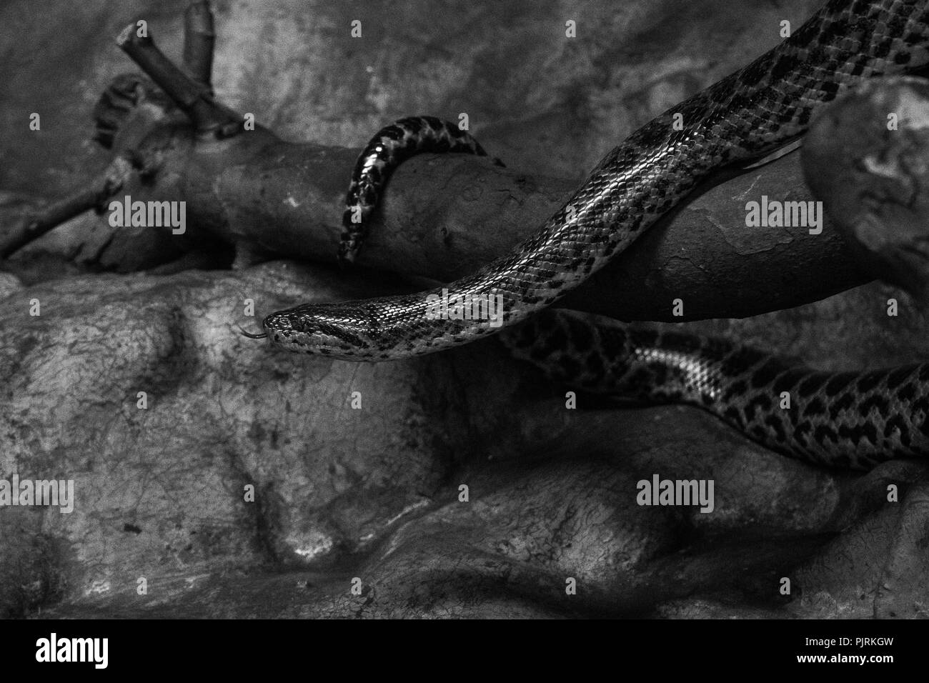 Graceful yet dangerous, this serpent slithers through shadows, captured ...