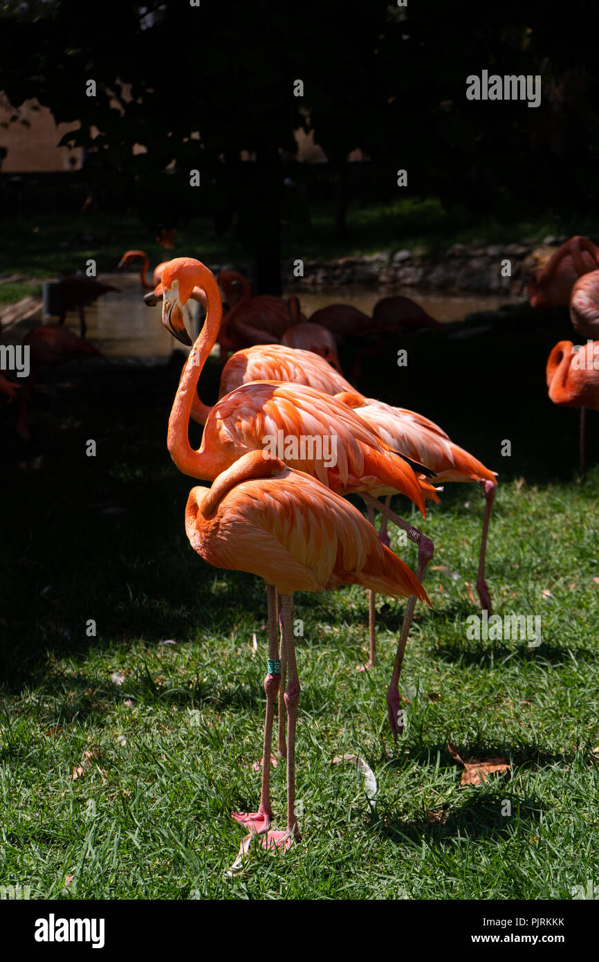 Very long pink legs hi-res stock photography and images - Alamy