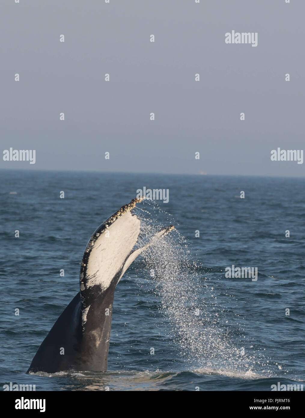 White humpback whale hi-res stock photography and images - Alamy