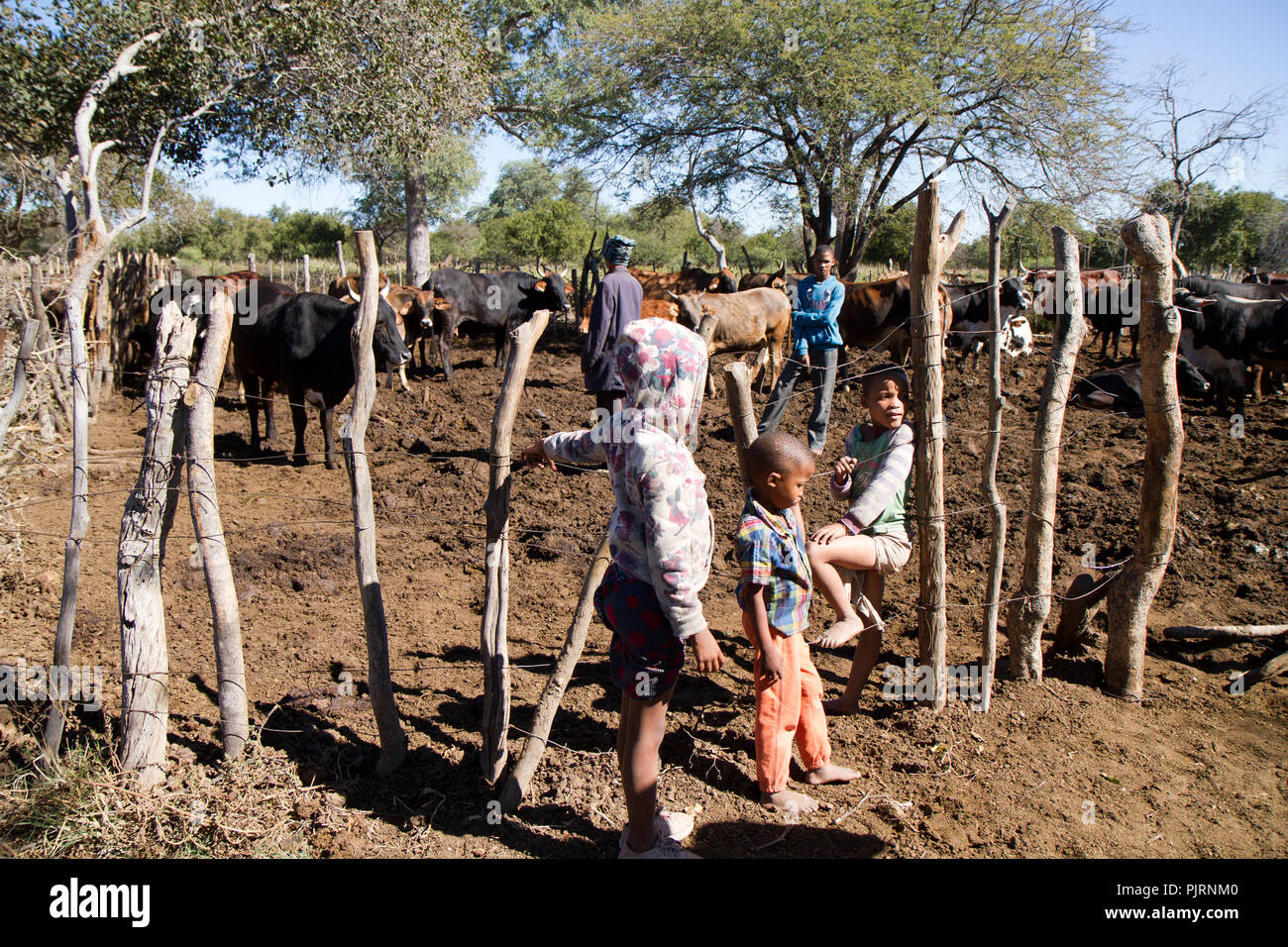 life in a san village in namibia, africa Stock Photo - Alamy