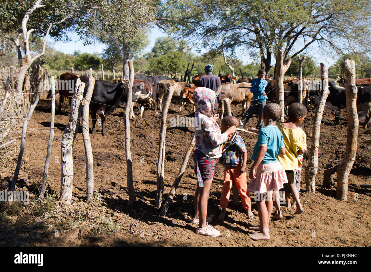 life in a san village in namibia, africa Stock Photo - Alamy
