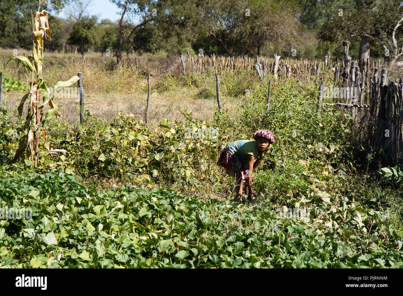 life in a san village in namibia, africa Stock Photo - Alamy
