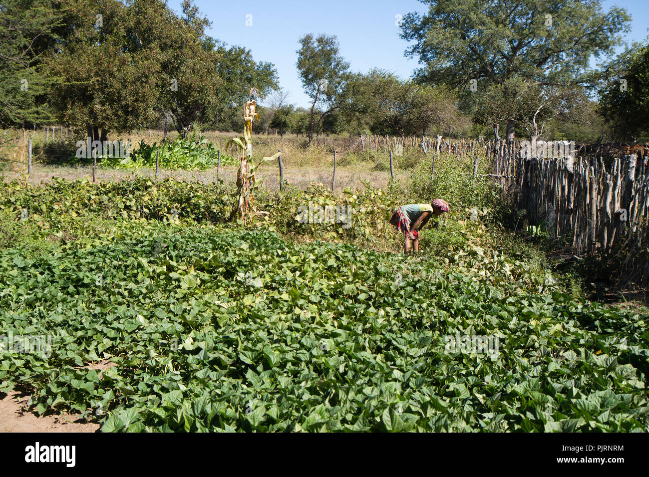 life in a san village in namibia, africa Stock Photo - Alamy