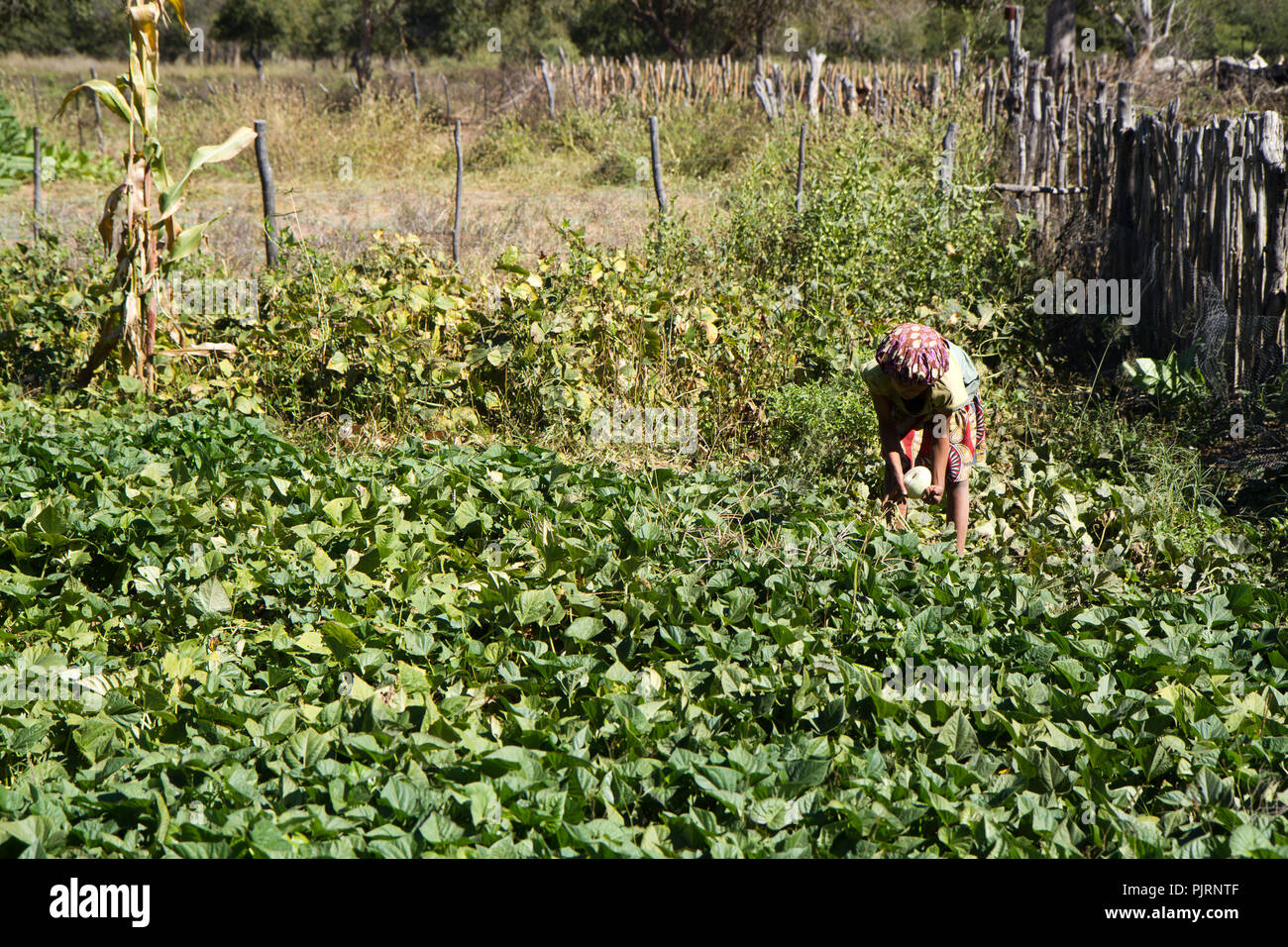 life in a san village in namibia, africa Stock Photo - Alamy