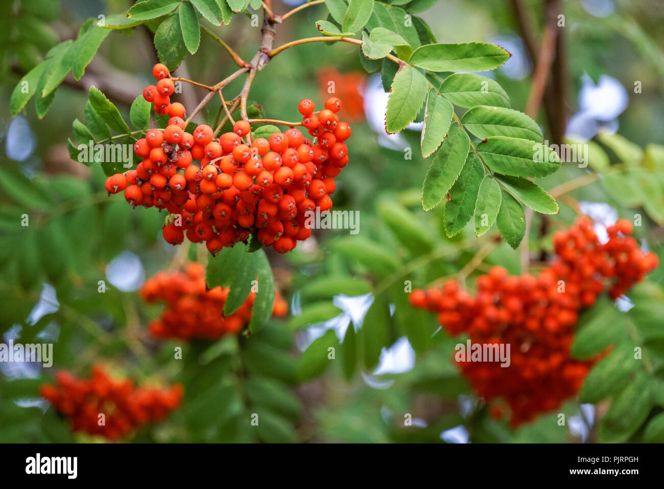 Sorbus tree hi-res stock photography and images - Alamy