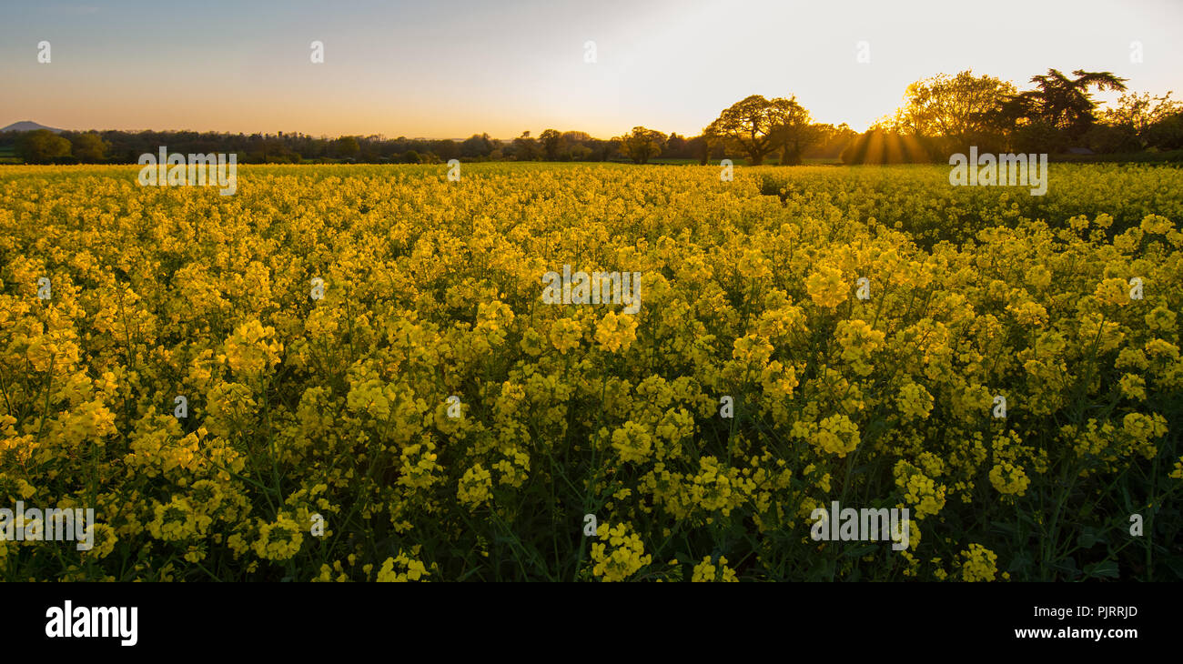 Outdoor rapeseed hi-res stock photography and images - Alamy